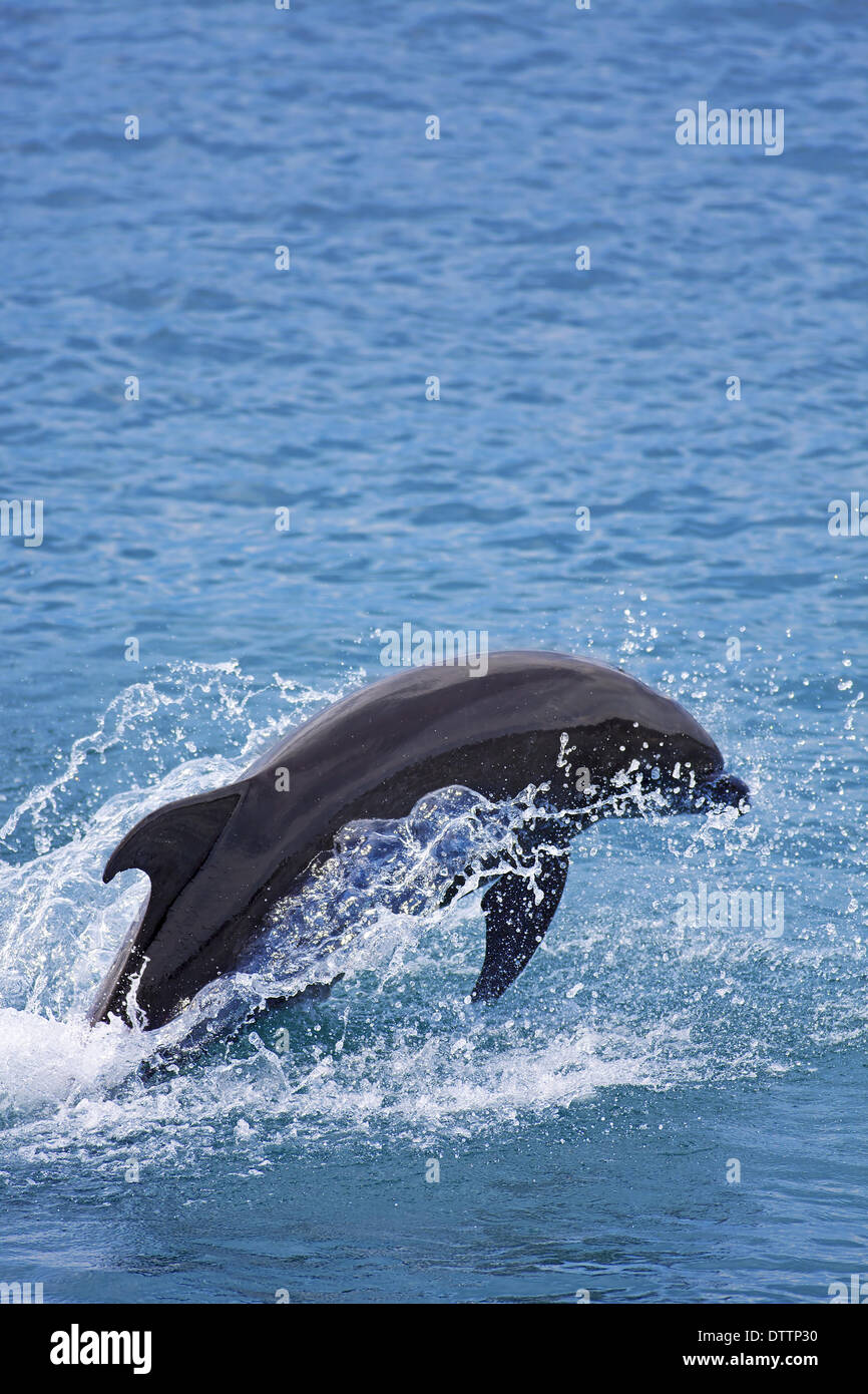 Palawan philippines whale hi-res stock photography and images - Alamy