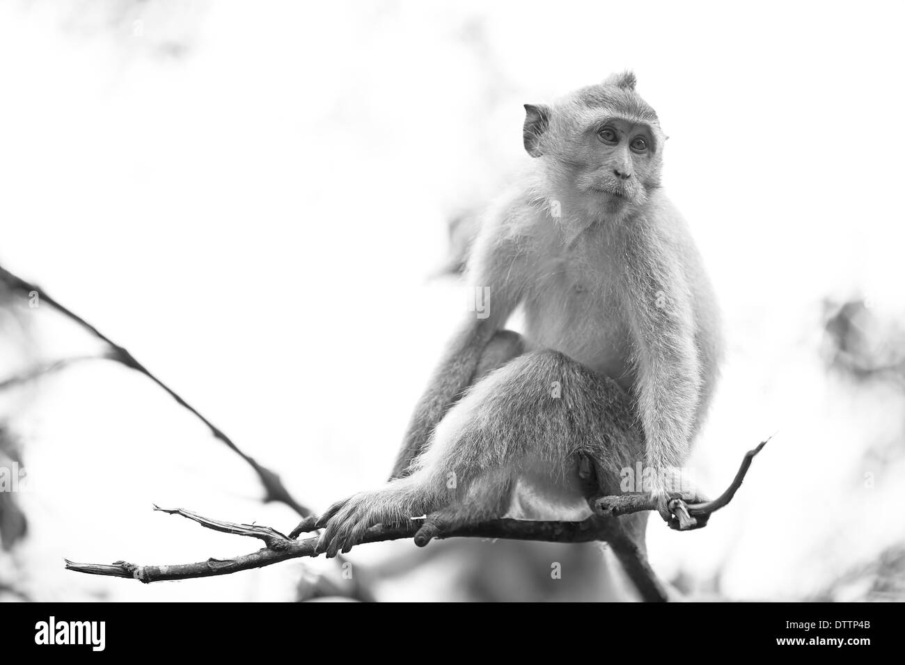 Long-tailed Macaque Monkey Stock Photo - Alamy