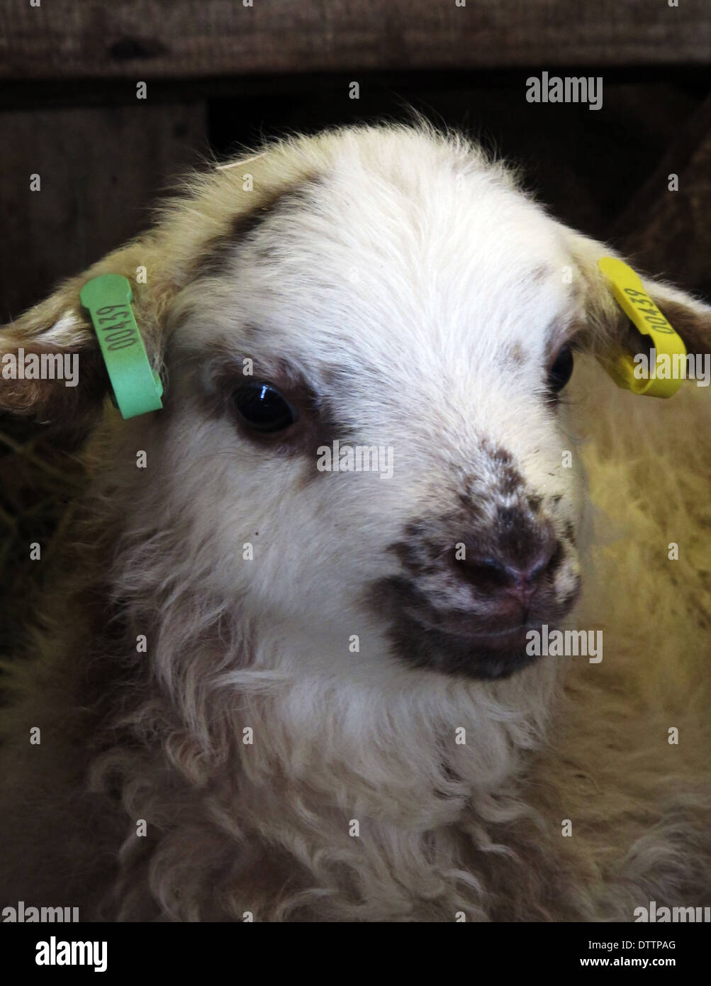 English spring lamb hi-res stock photography and images - Alamy