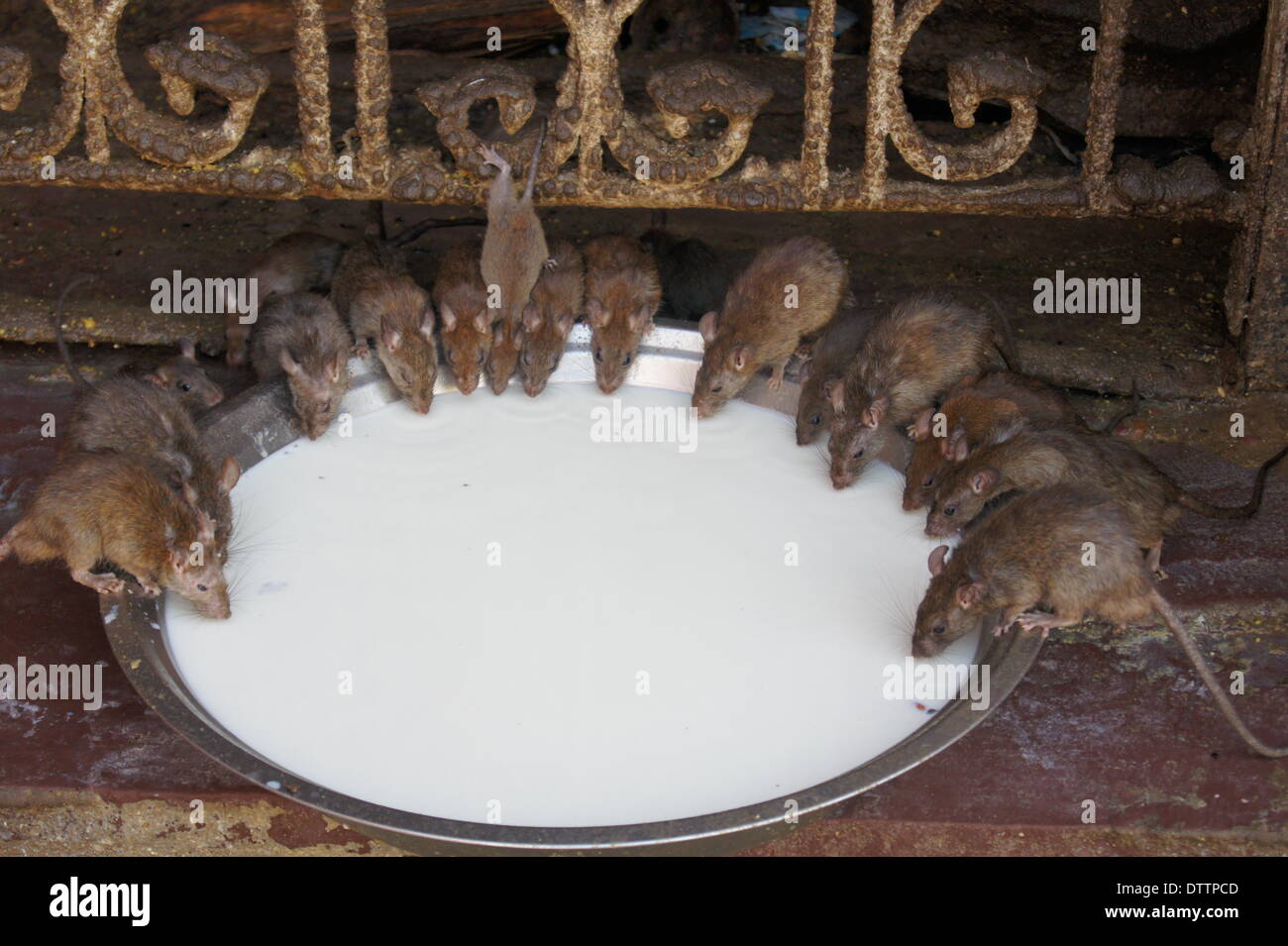 Deshnoek hi-res stock photography and images - Alamy