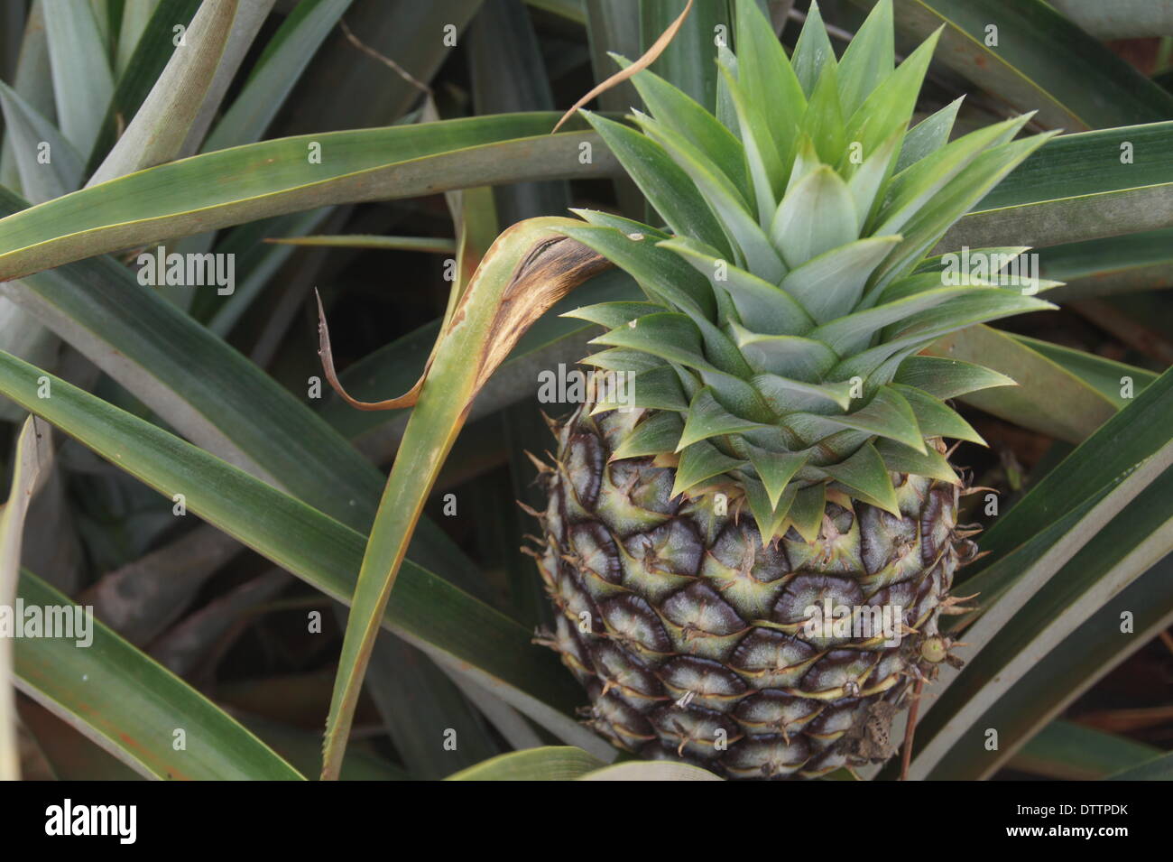 Dole ananas plantage hi-res stock photography and images - Alamy