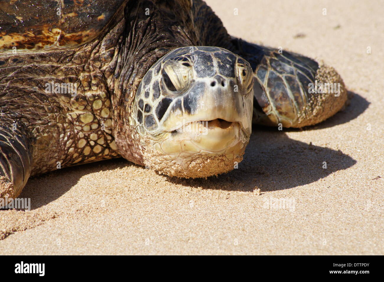 Oahu hawaii strand hi-res stock photography and images - Alamy