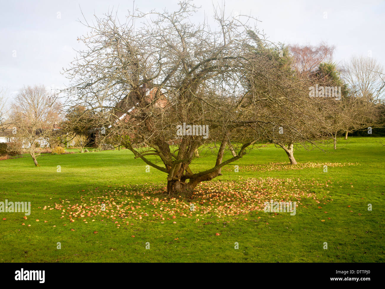 Fallen apples beneath apple tree in winter, Suffolk, England Stock ...