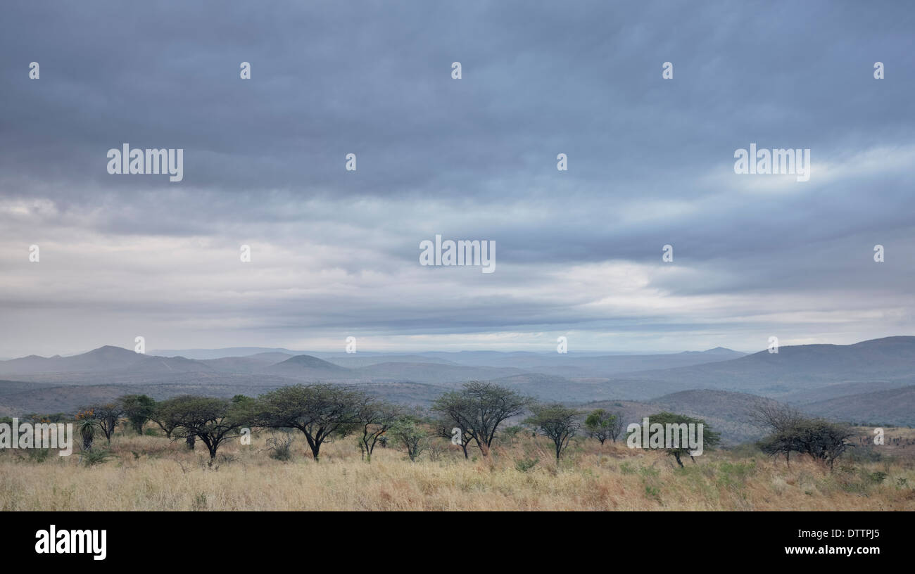 Bushveld vegetation hi-res stock photography and images - Alamy
