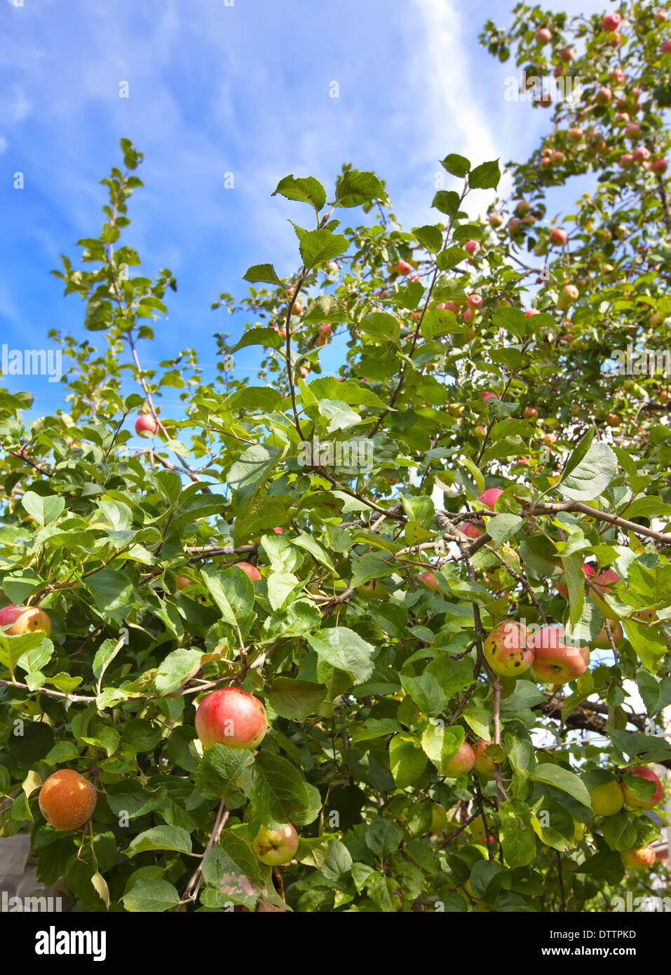 Apple tree apples hi-res stock photography and images - Alamy