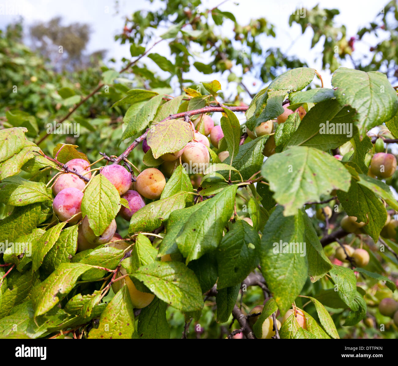 plums on a branch Stock Photo - Alamy