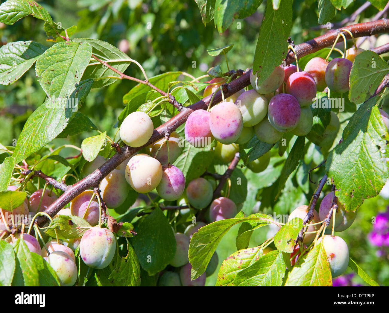 Plums on the branch hi-res stock photography and images - Alamy