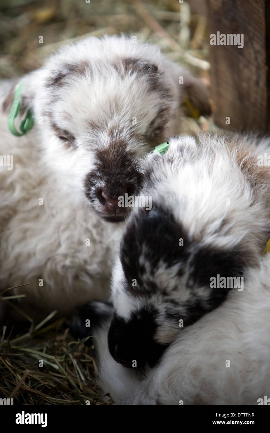 English Spring Lamb High Resolution Stock Photography and Images - Alamy