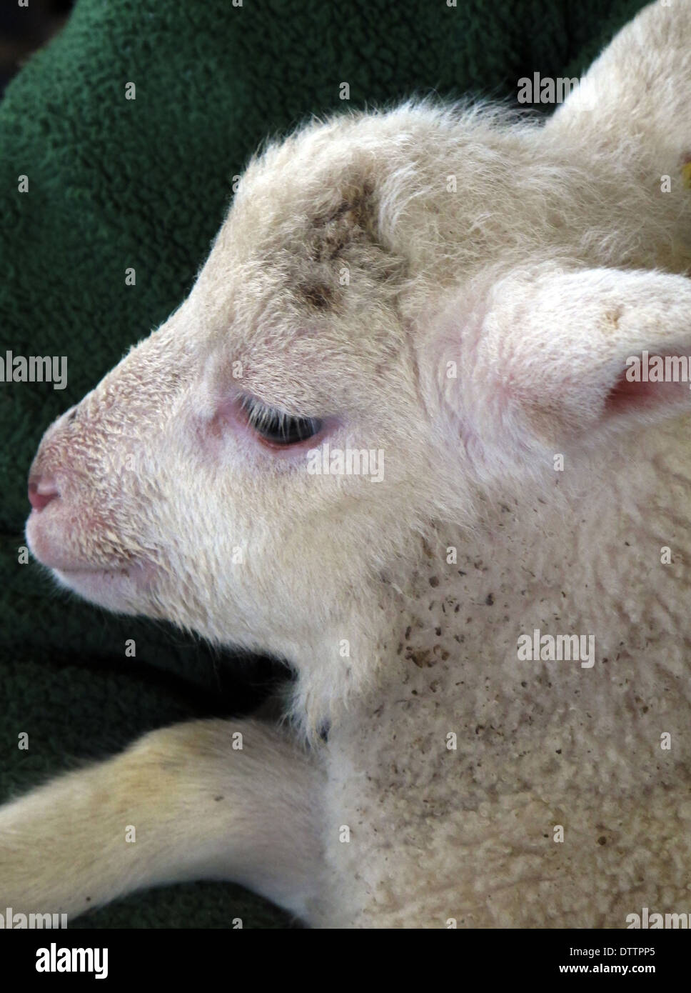 Woolly spring hi-res stock photography and images - Alamy