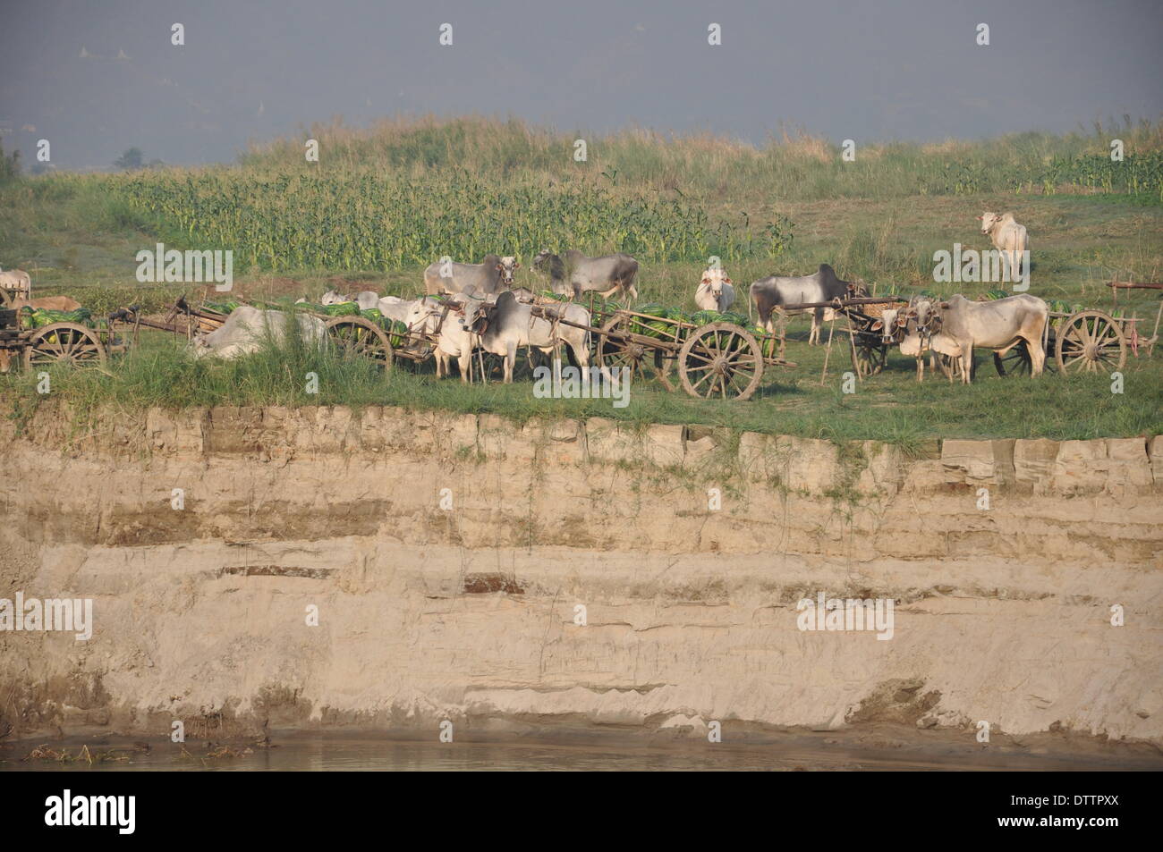 Farming at the irrawaddy river hi-res stock photography and images - Alamy