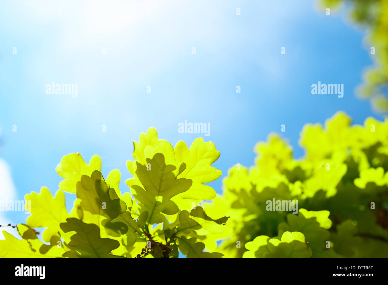 Spring oak leaves Stock Photo - Alamy