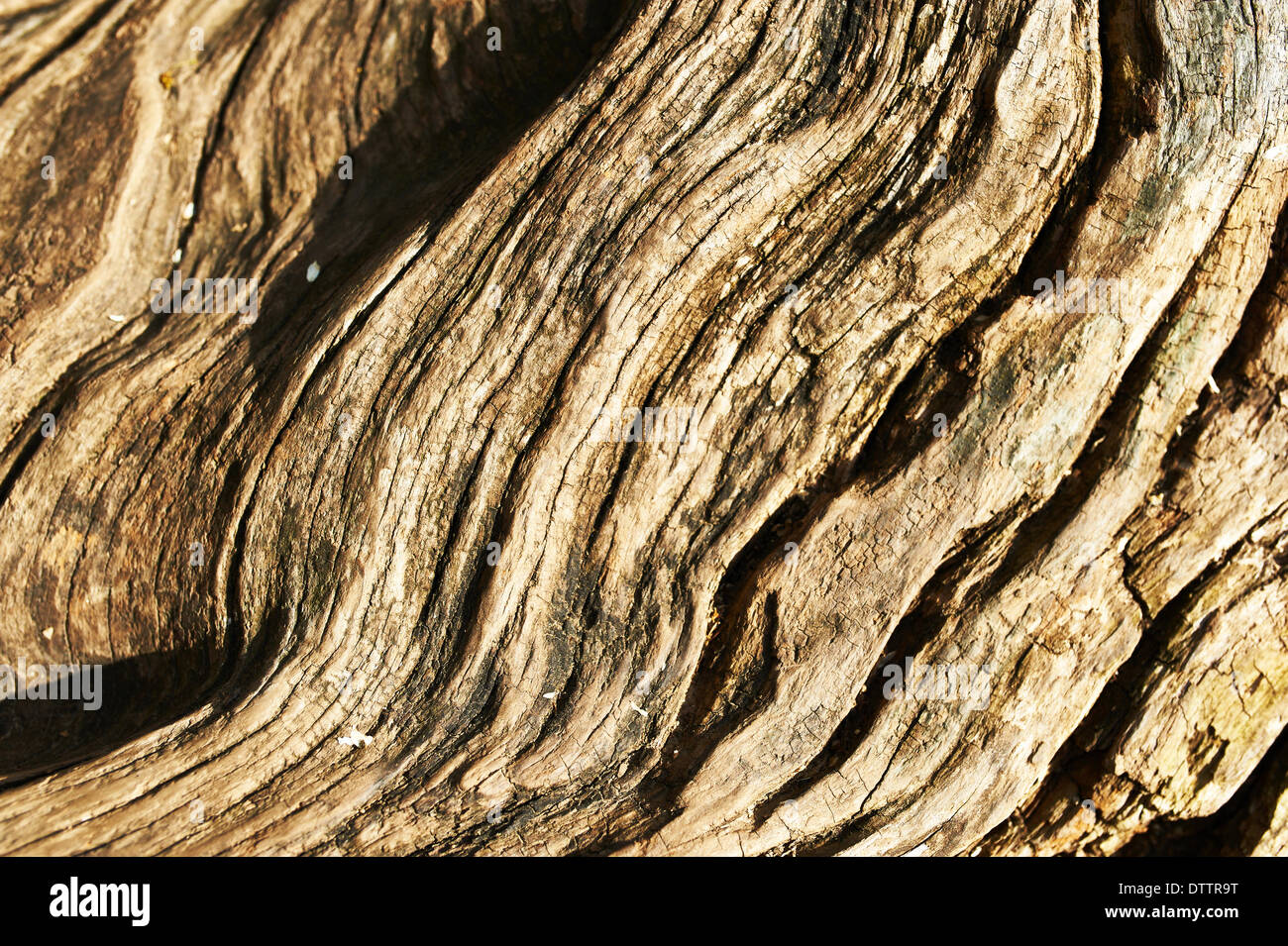 Old tree background Stock Photo - Alamy