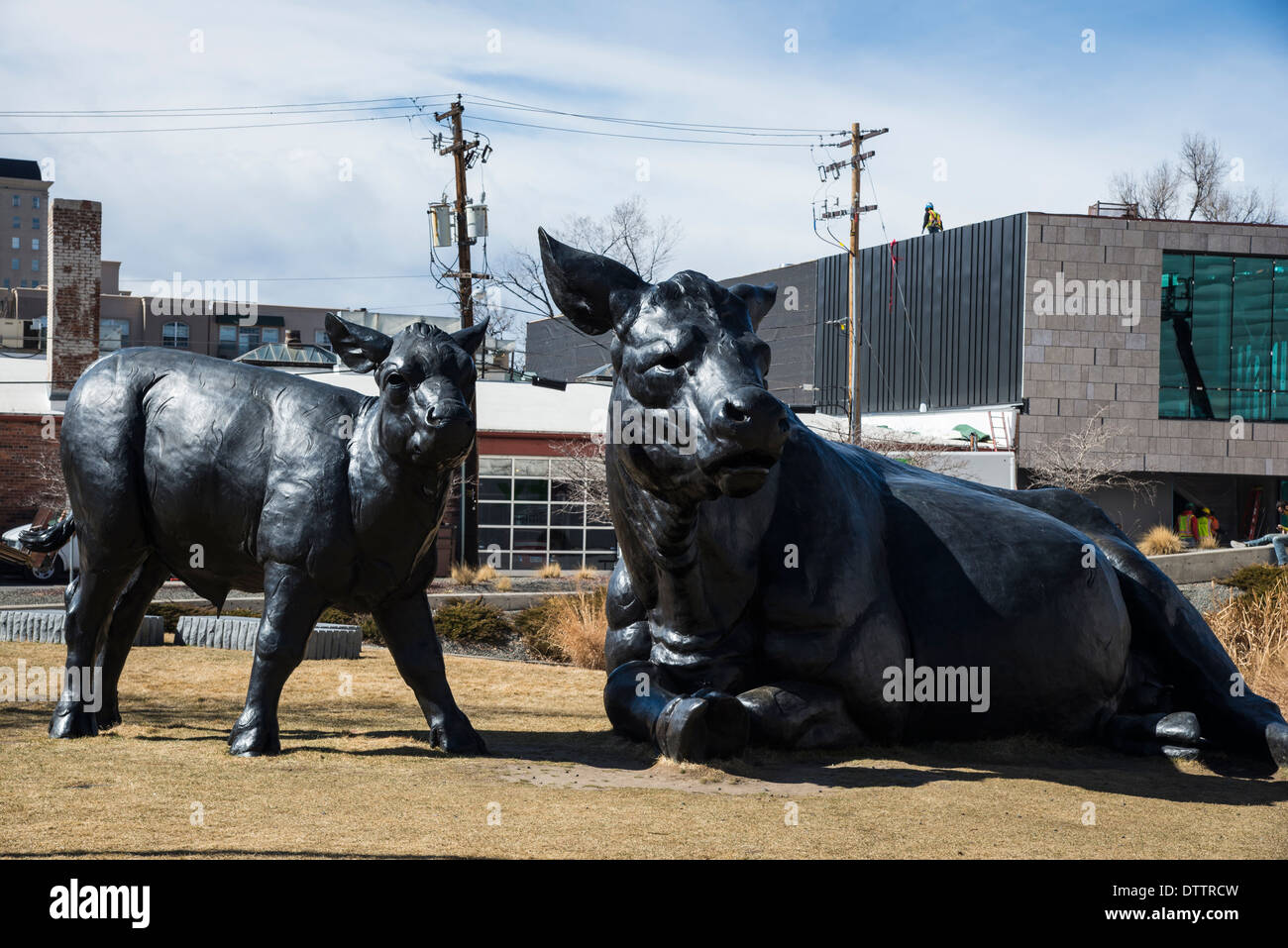 Black sculpture of Scottish Angus Cow and Calf adjacent to the Denver ...