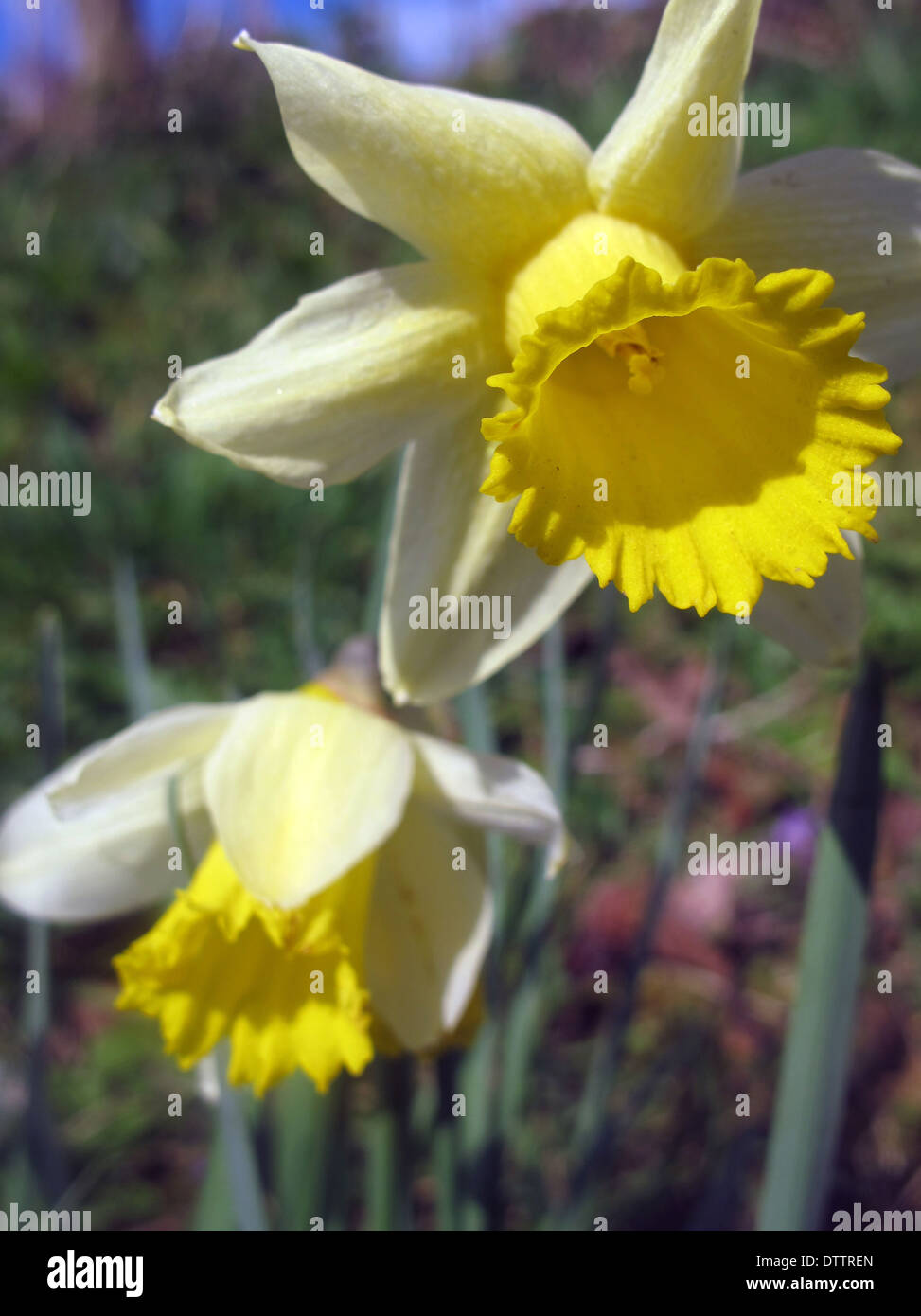 Springtime in england hi-res stock photography and images - Alamy