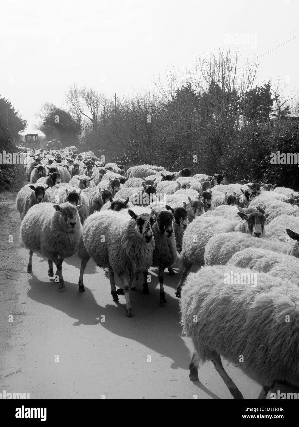 Sheep Herding In An English Country Lane Stock Photo - Alamy