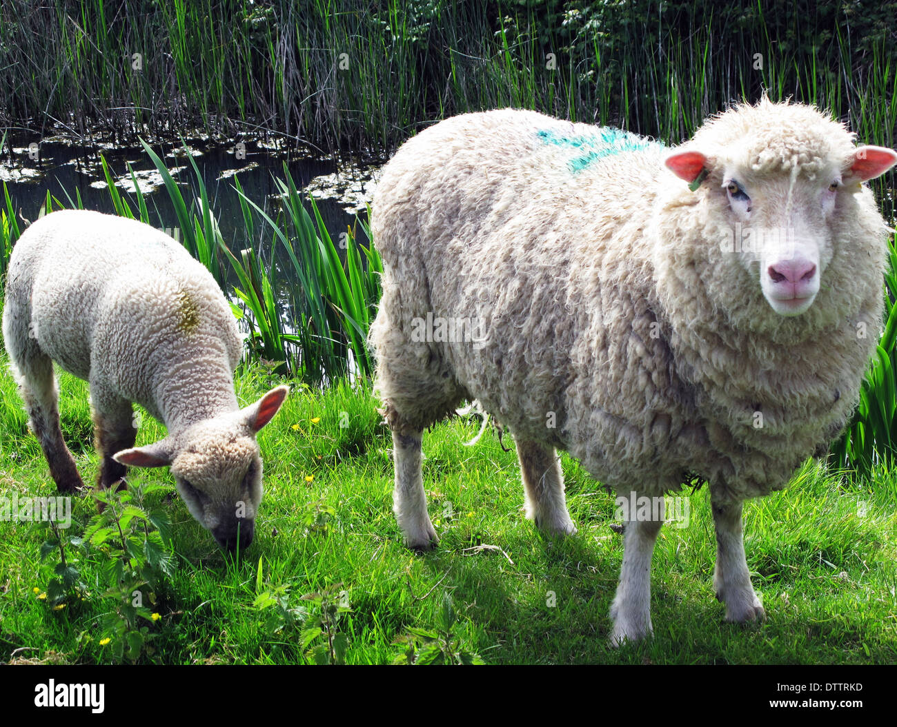 English spring lamb hi-res stock photography and images - Alamy
