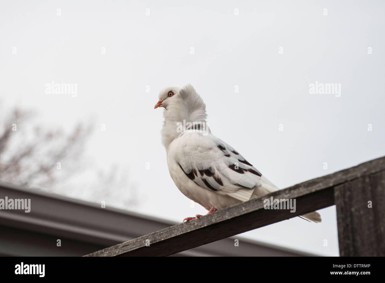Old dutch capuchine pigeons hi-res stock photography and images - Alamy