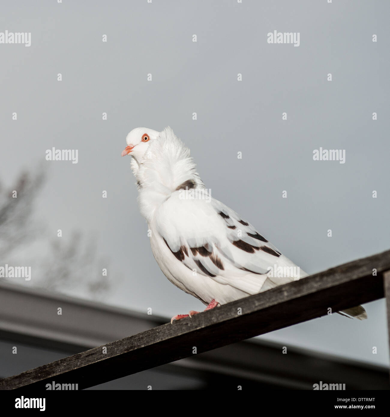 Fancy pigeon hi-res stock photography and images - Alamy