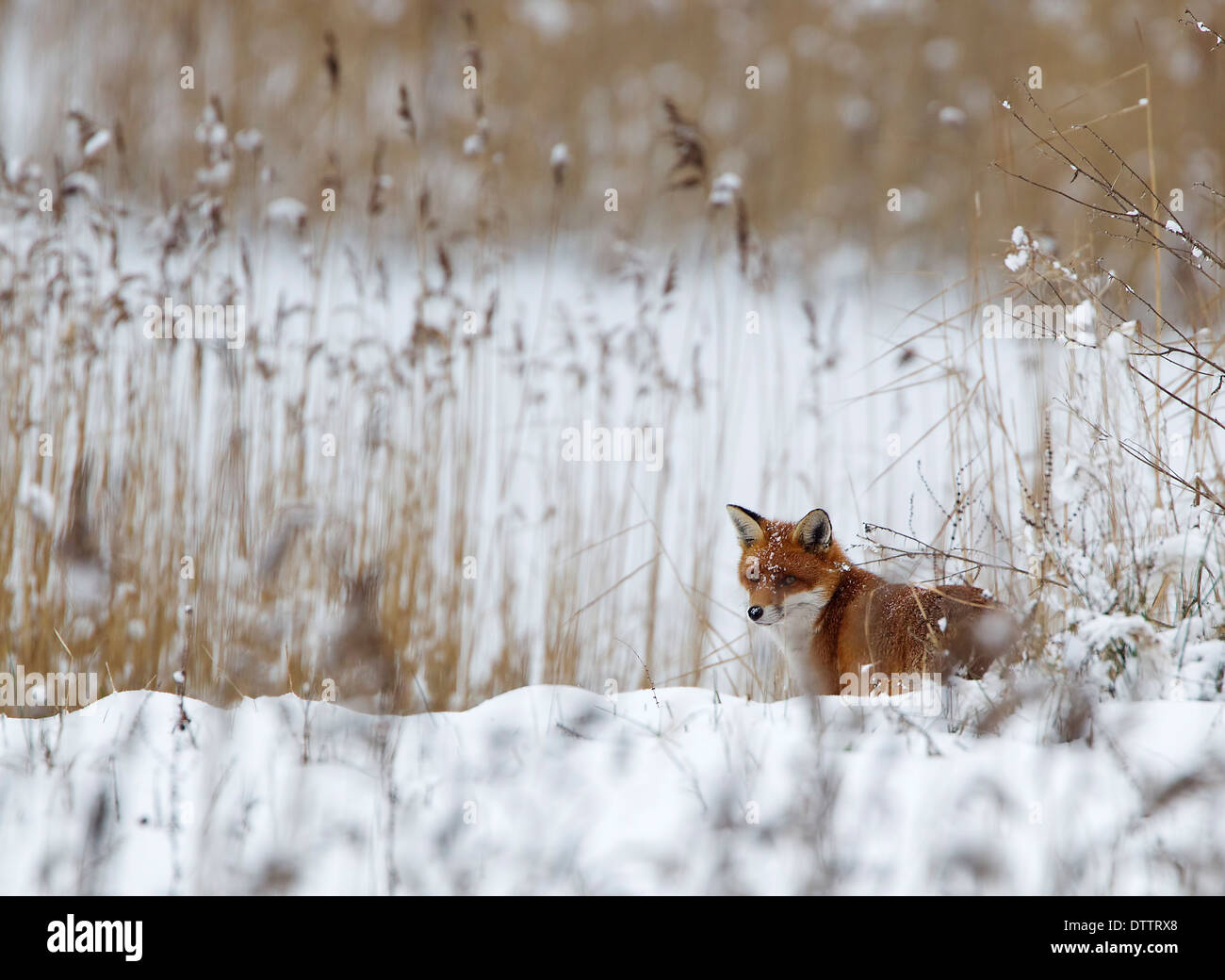 Fox hunting by a reed bed hi-res stock photography and images - Alamy