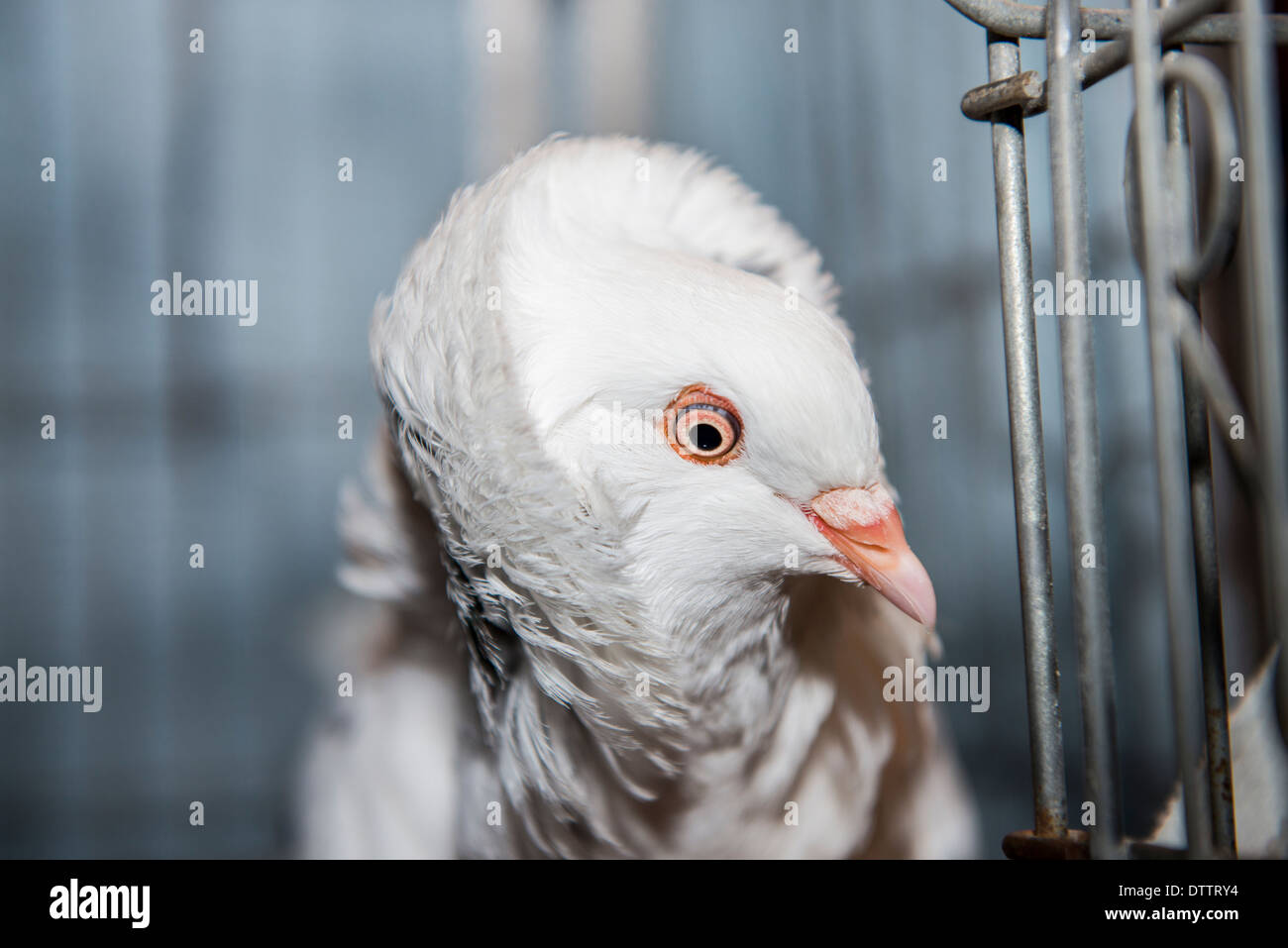 Fancy pigeon hi-res stock photography and images - Alamy