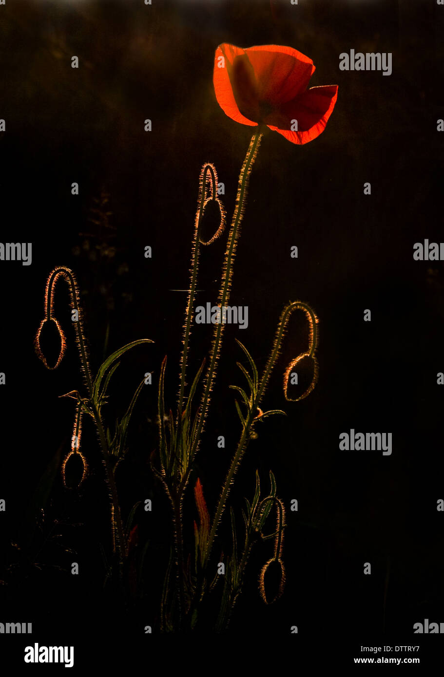 Red Poppy In An English Sunset Stock Photo - Alamy
