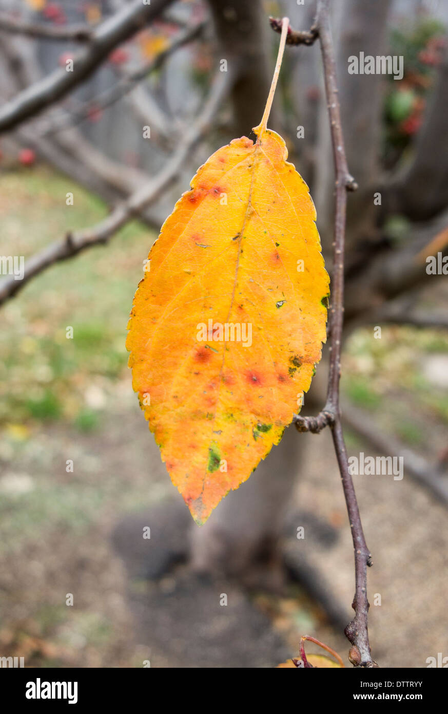 Crabapple Tree Leaves