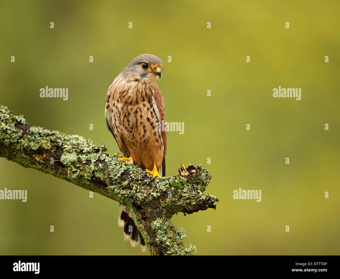 Kestrel on a lichen covered branch searching for food, Northampton ...