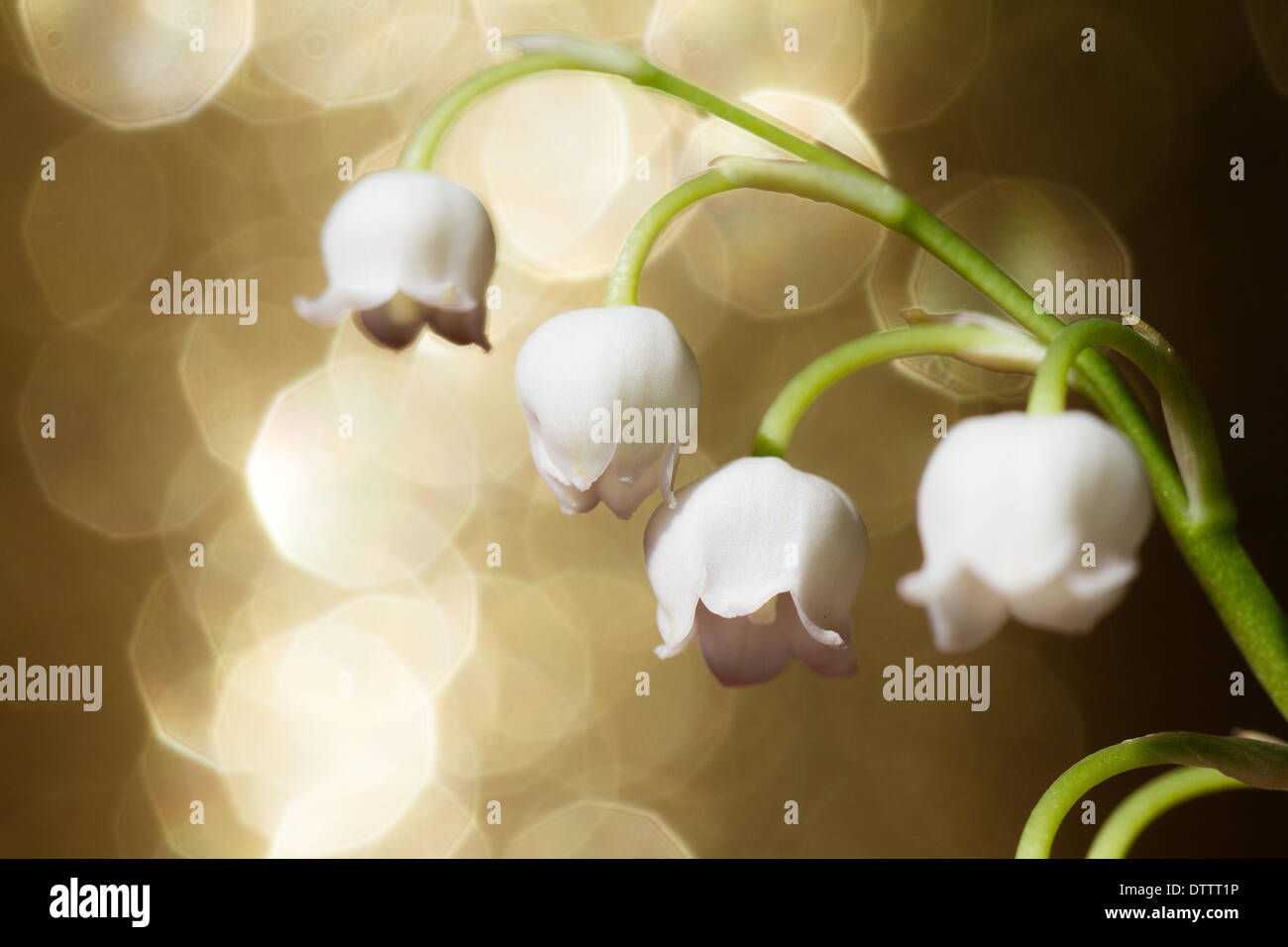 Lily of the valley - close up Stock Photo - Alamy