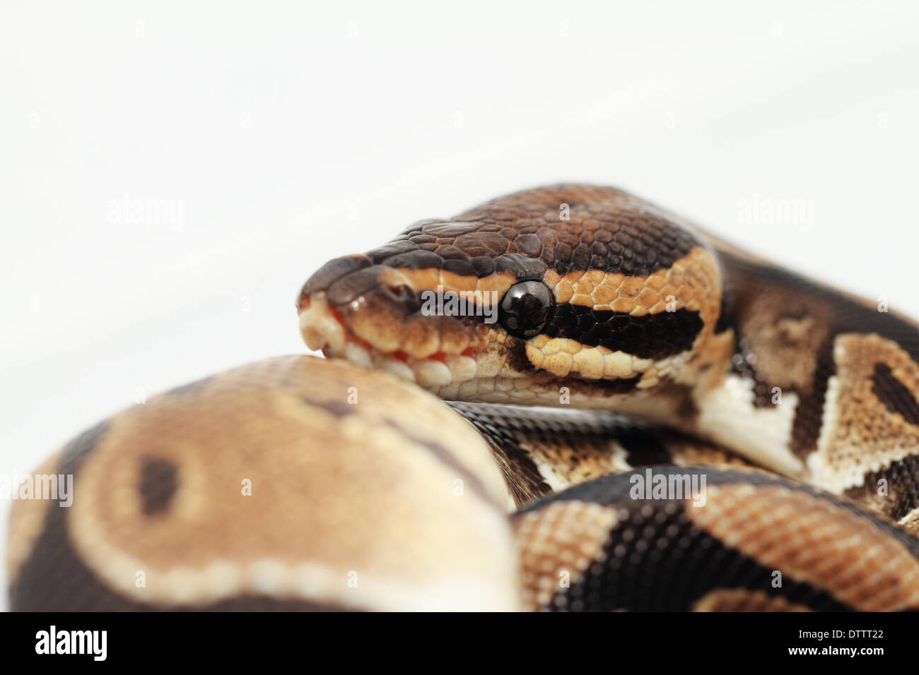 Ball Python close up (Python Regius Stock Photo - Alamy