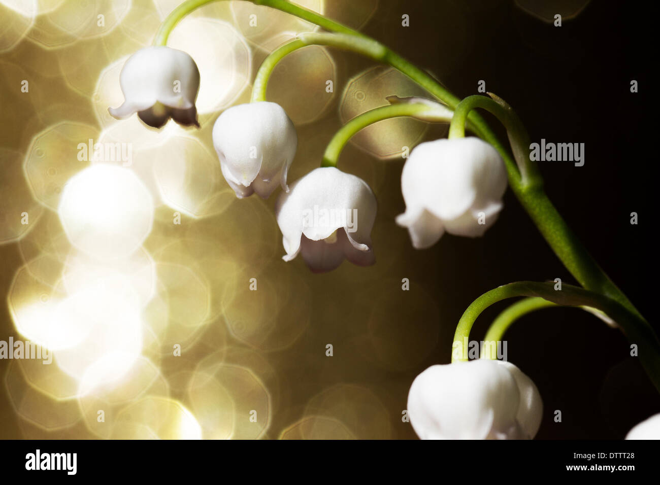 Lily Of The Va High Resolution Stock Photography and Images - Alamy