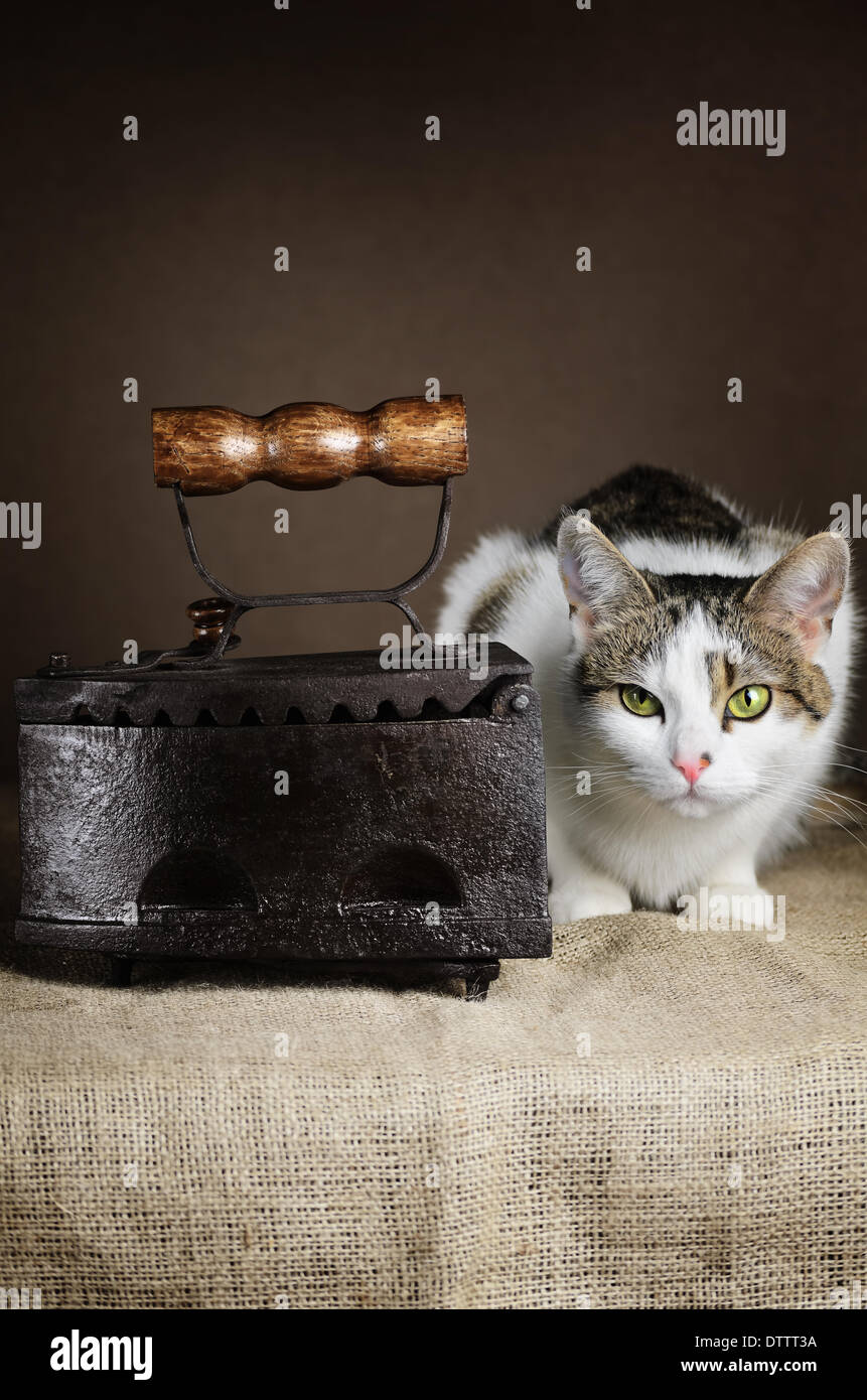 Cat And Iron Stock Photo - Alamy