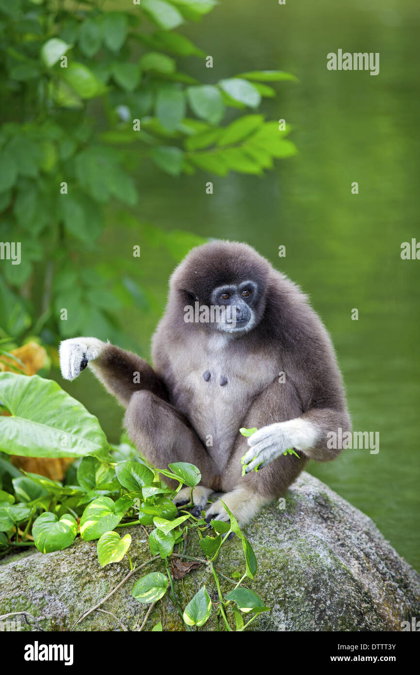 Gibbon monkey hi-res stock photography and images - Alamy