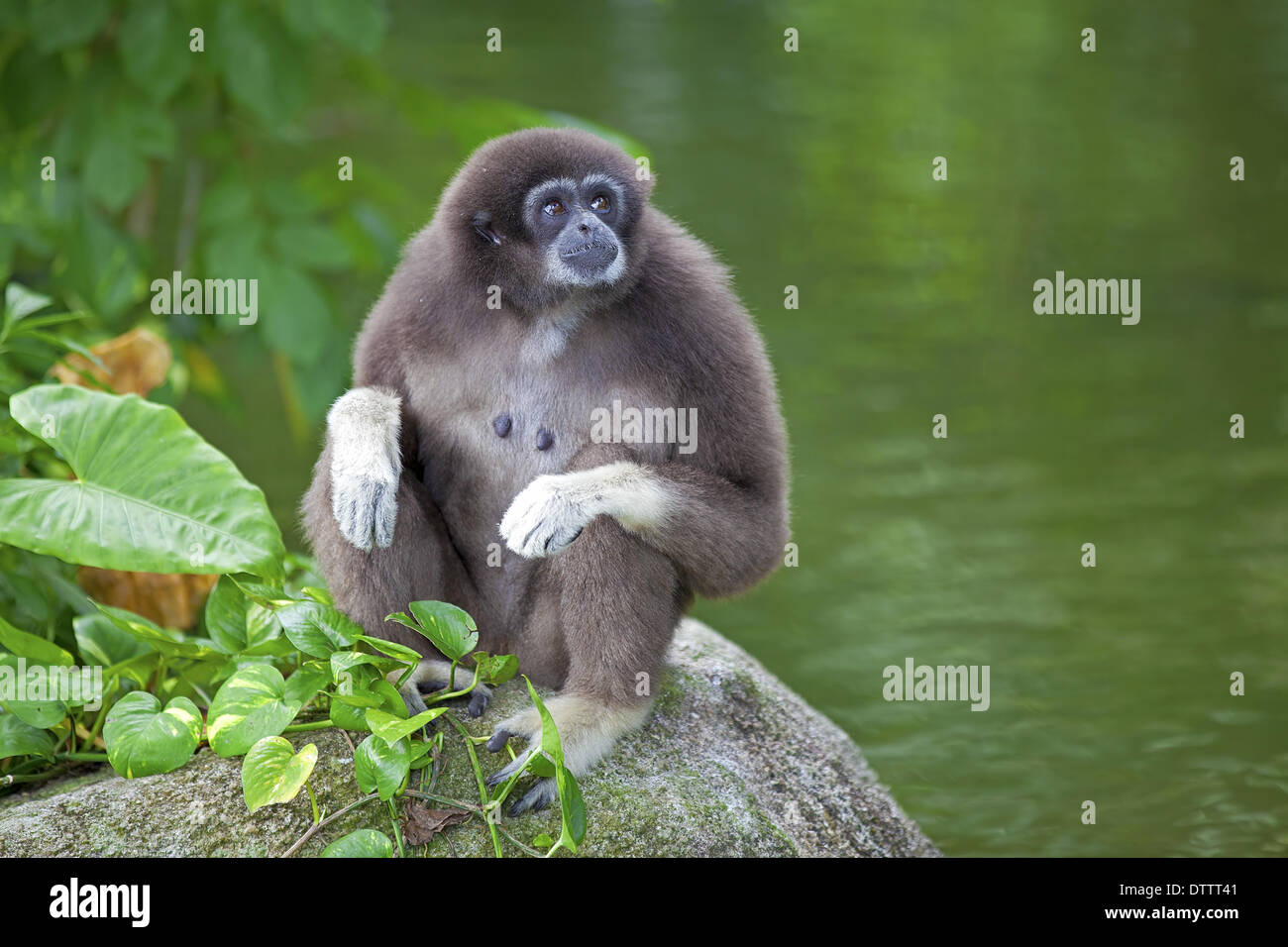 Gibbon monkey hi-res stock photography and images - Alamy