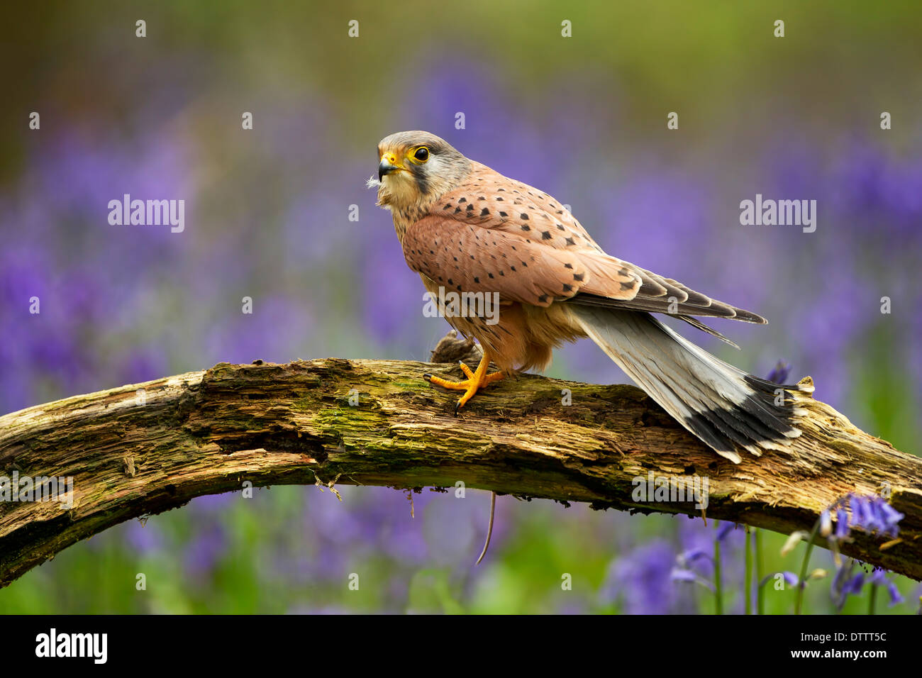 Common Kestrel standing on an old log clutching a mouse ...