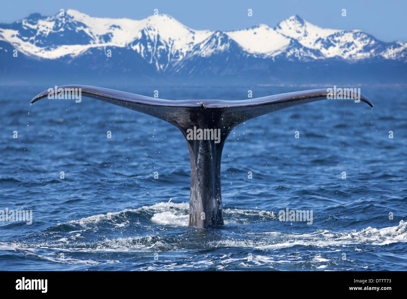 Whale tail hi-res stock photography and images - Alamy