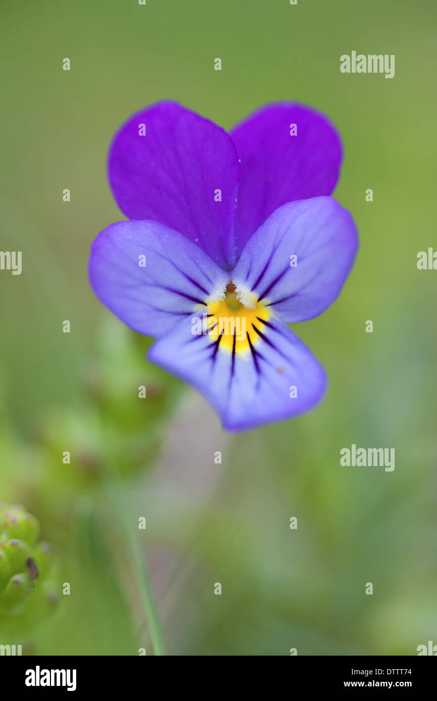 Viola plant hi-res stock photography and images - Alamy