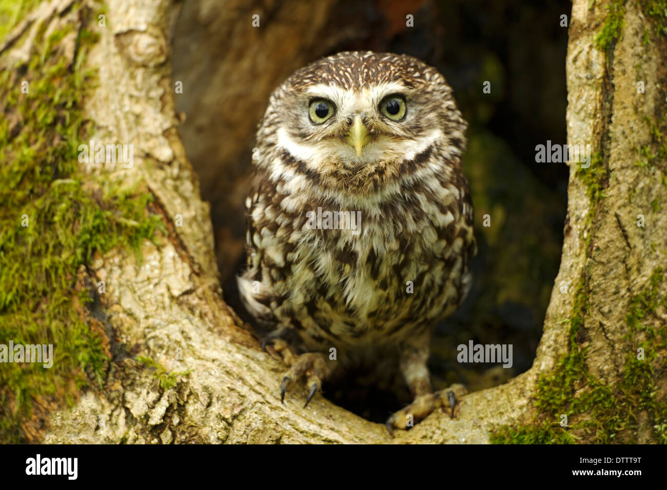 Owl hollow tree hi-res stock photography and images - Alamy