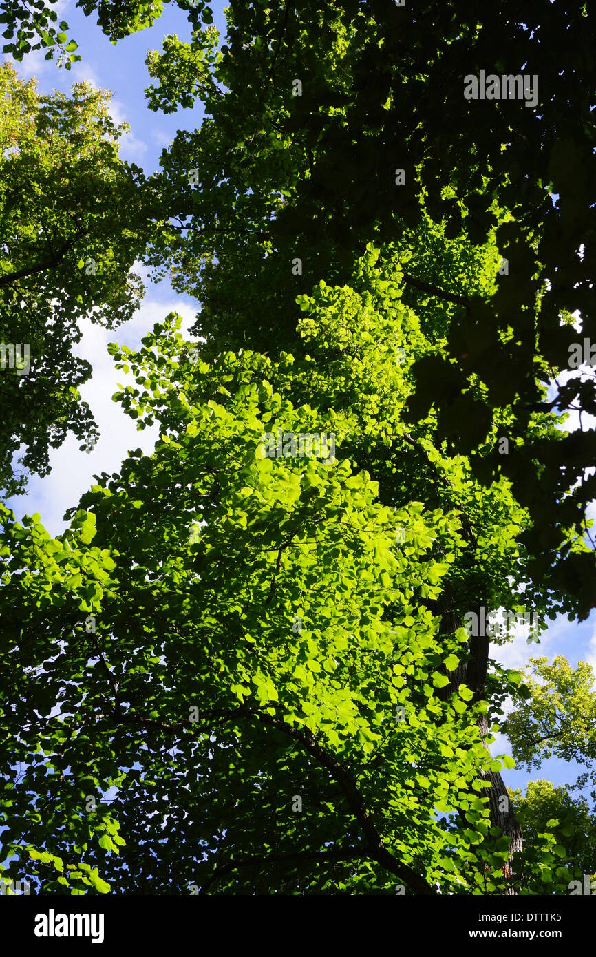 beautiful tree crowns Stock Photo - Alamy