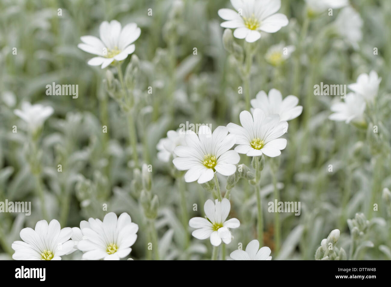 White rock flower garden edging Stock Photo - Alamy