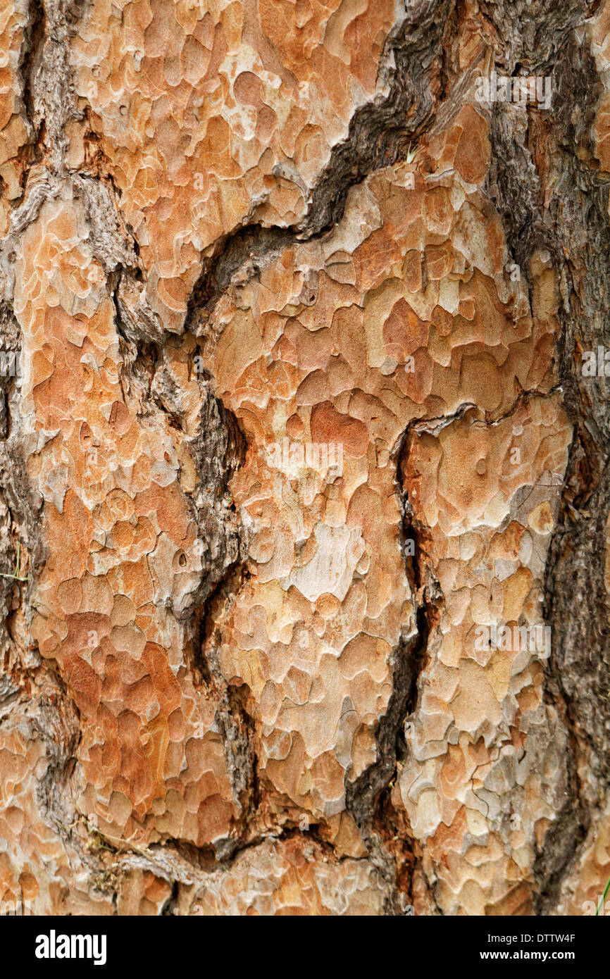Wooden texture. Crimean pine tree Stock Photo - Alamy