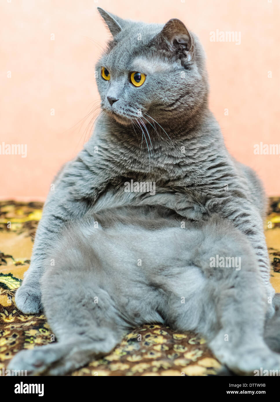 The British cat Stock Photo - Alamy