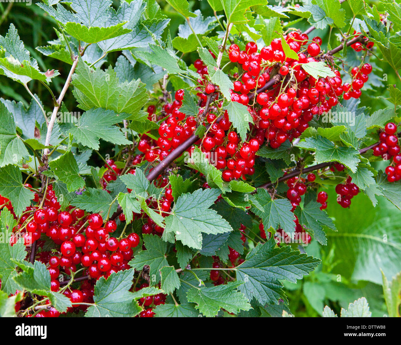 Growing currant berries hi-res stock photography and images - Alamy