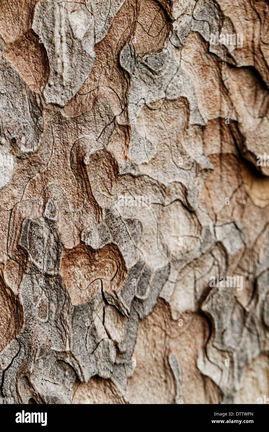 Wooden texture. Crimean pine tree Stock Photo - Alamy