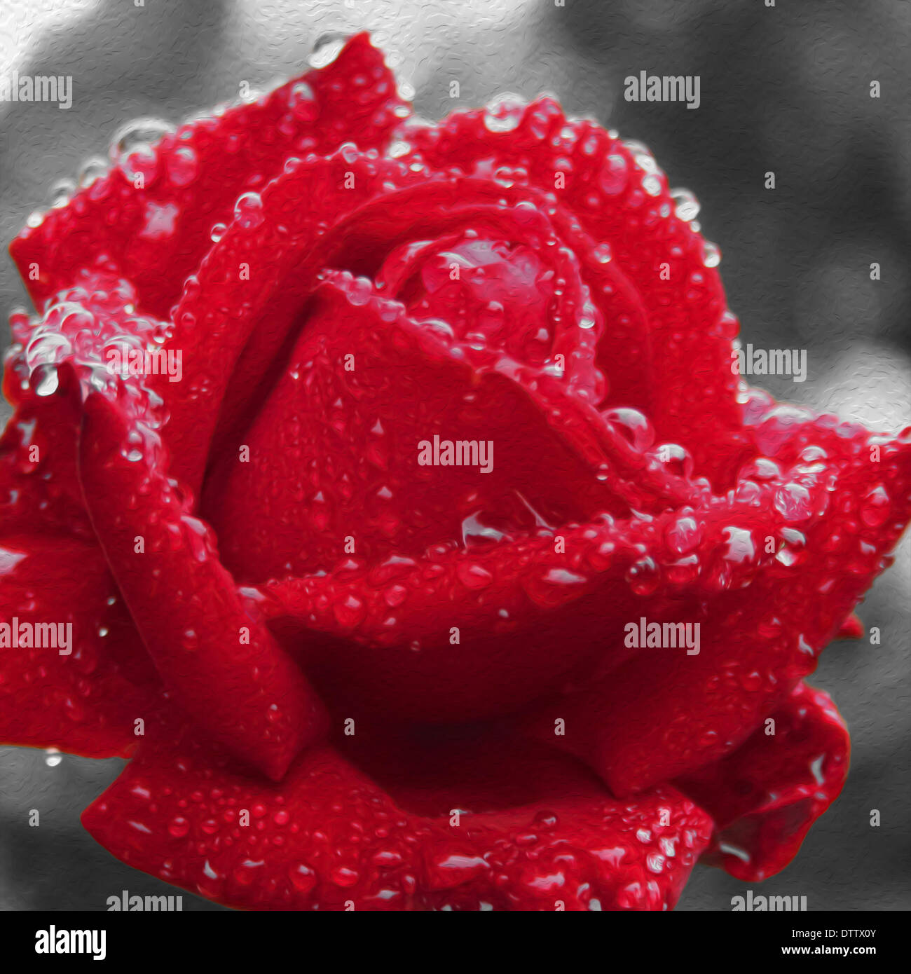 The red in the rain Stock Photo - Alamy