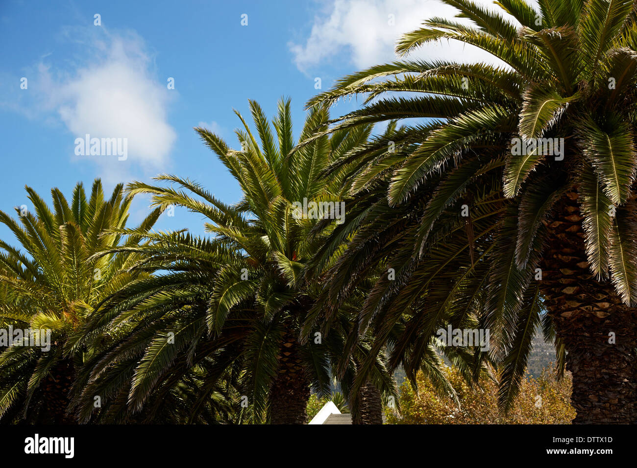 Close Up details of Palm Tree leaves with blue sky in the distance ...