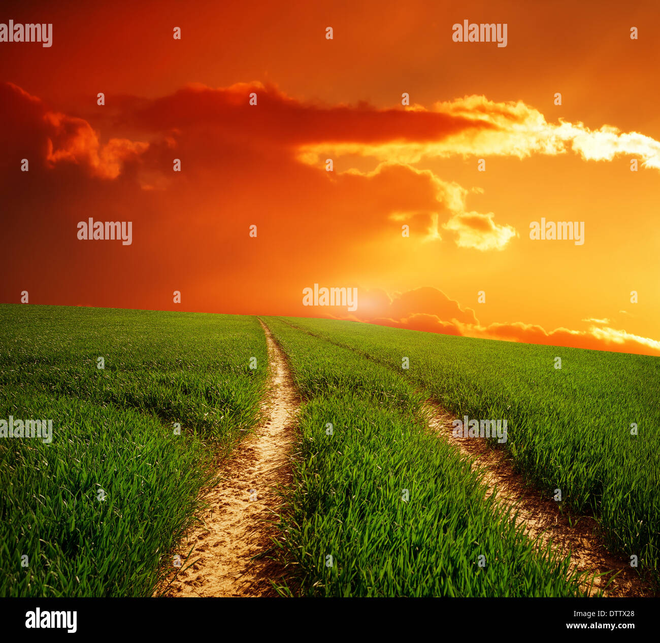 Direct light plant hi-res stock photography and images - Alamy