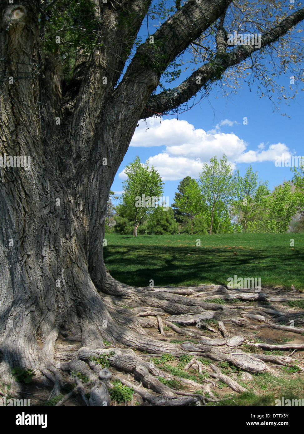 Hiding behind a huge tree Stock Photo - Alamy