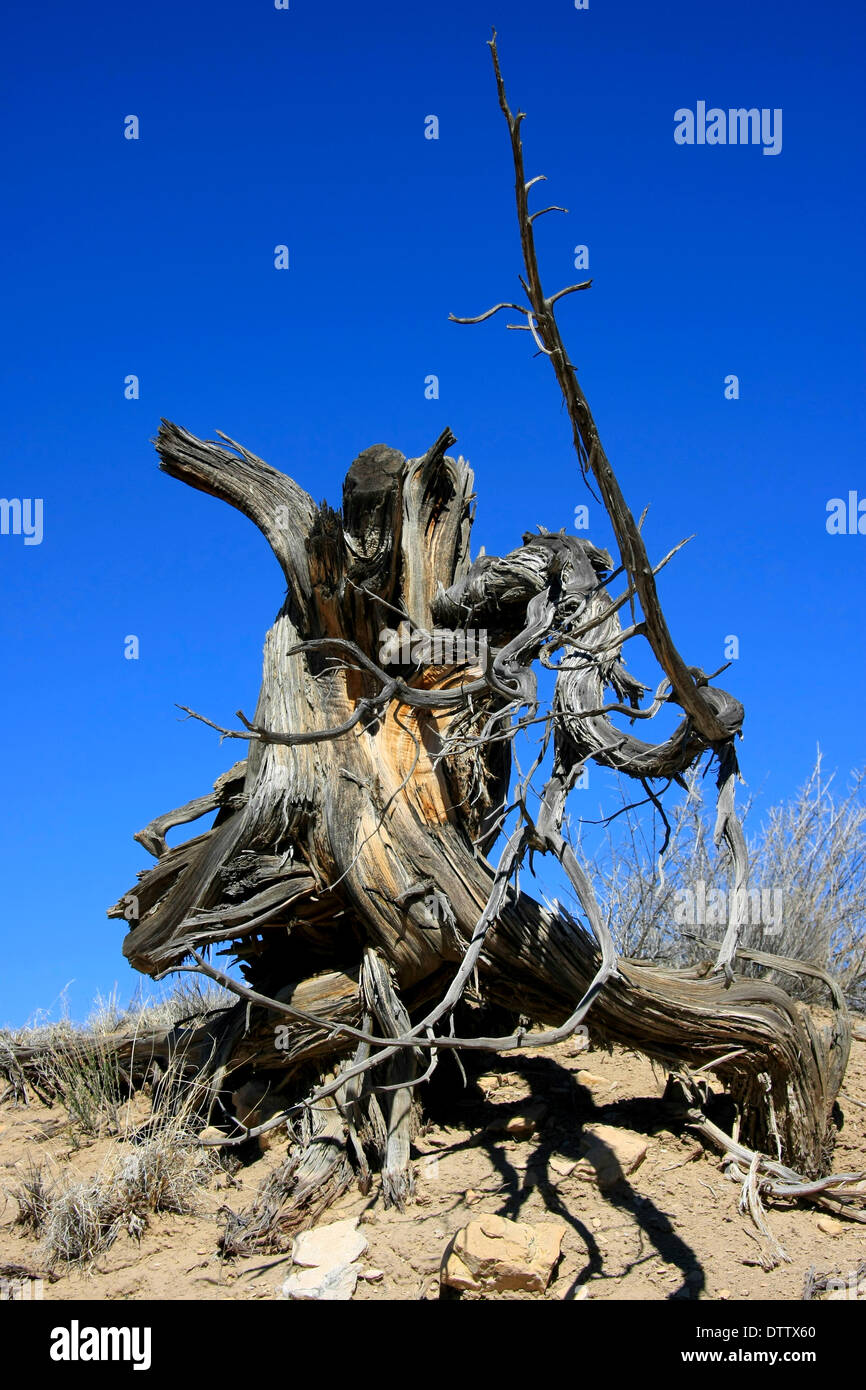Desert wood hi-res stock photography and images - Alamy