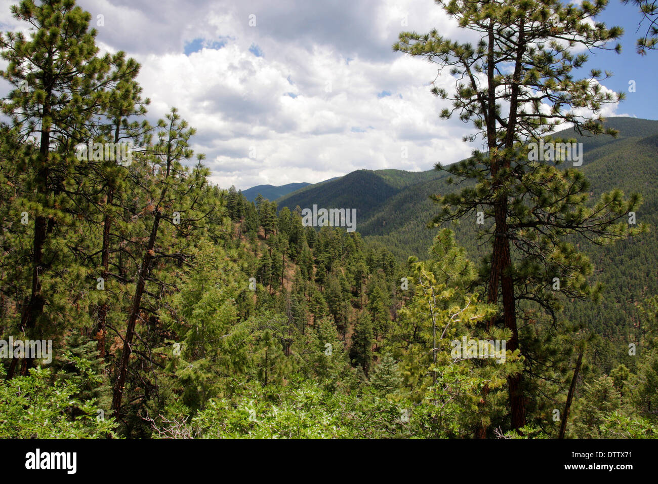New mexico state tree hi-res stock photography and images - Alamy