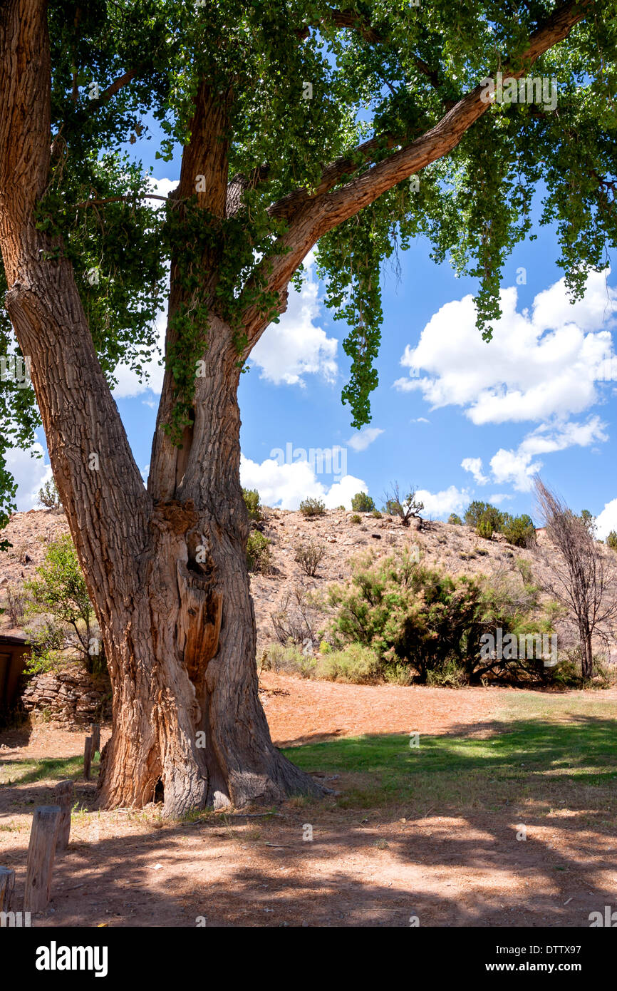 Nice place to sit under a tree Stock Photo - Alamy